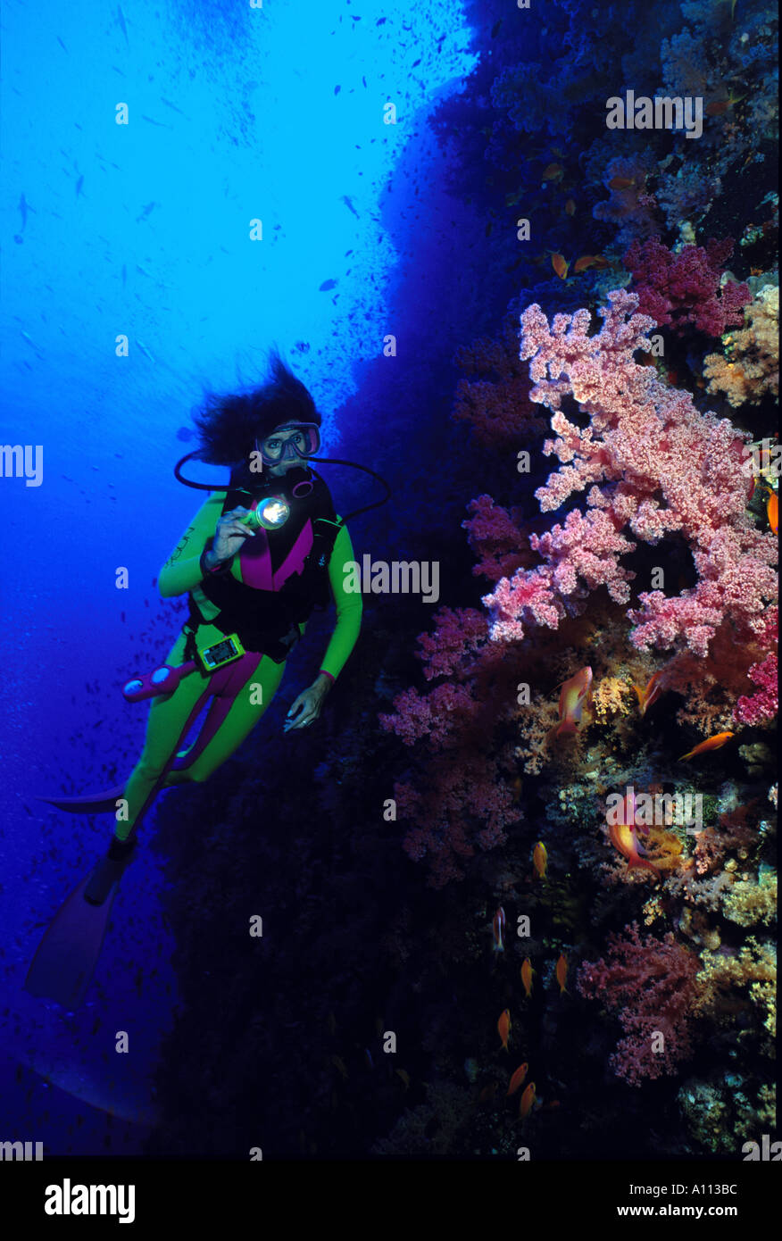 A FEMALE SCUBA DIVER AIMS AN UNDERWATER DIVE LIGHT AT THE COLORFUL ...