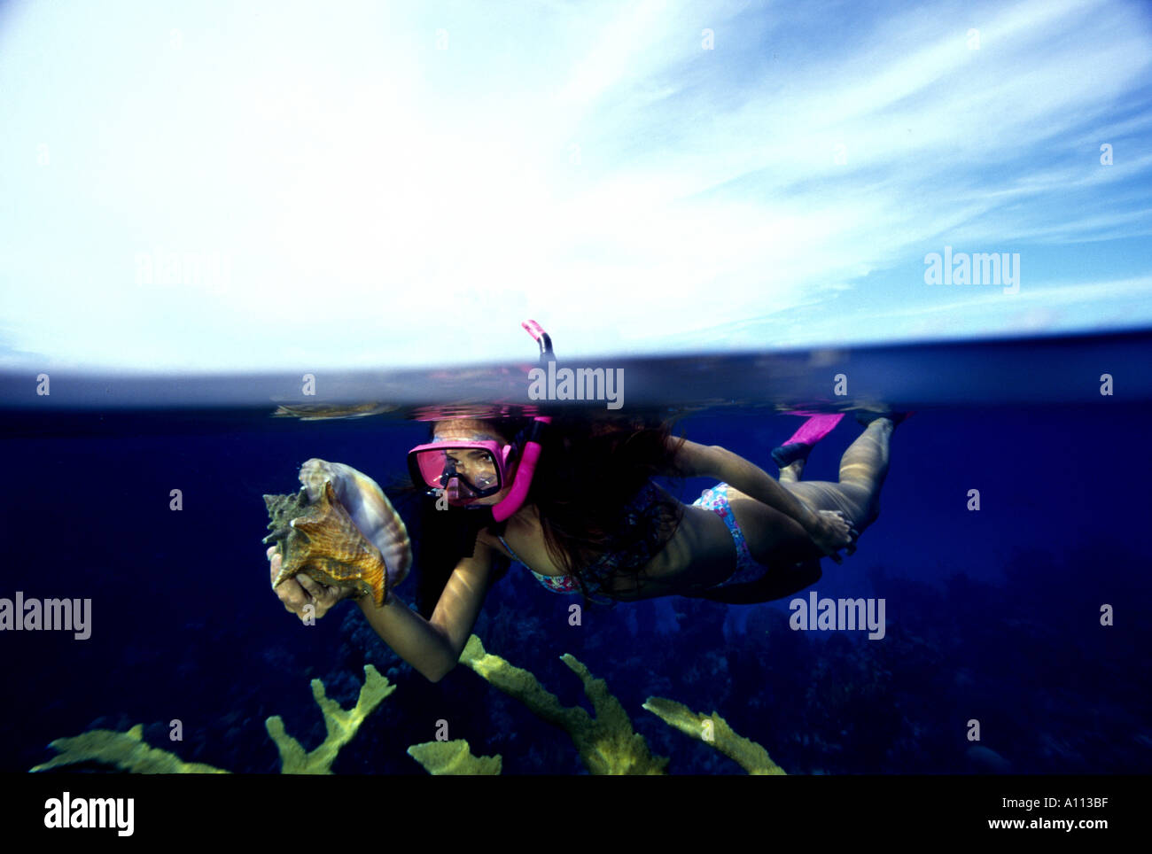 A FEMALE SNORKELER HOLDS A QUEEN CONCH SHELL UNDERWATER IN THE BAHAMAS ...