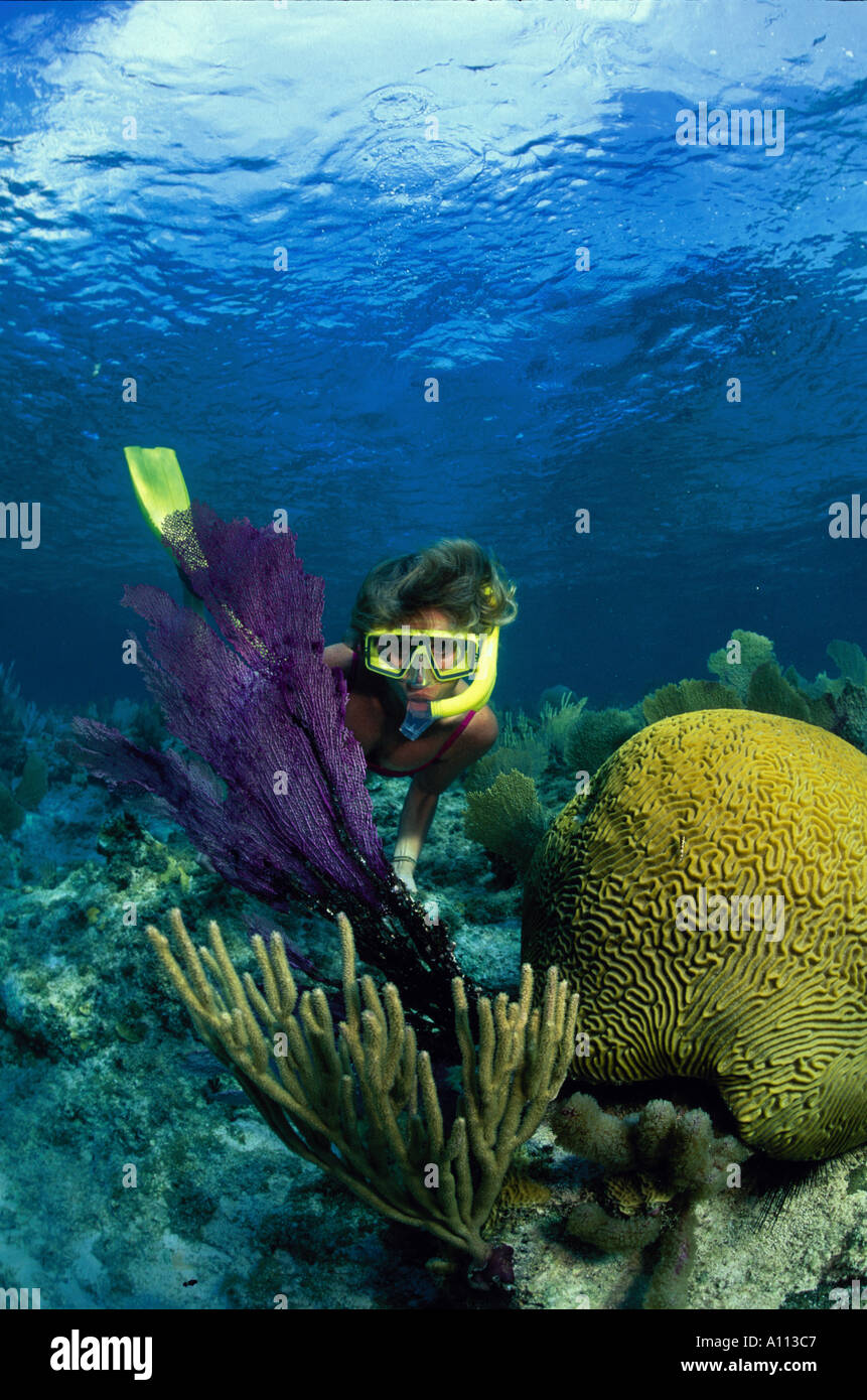 A FEMALE SNORKELER LOOKS CLOSELY AT A SEAFAN ON A CORAL REEF IN THE ...
