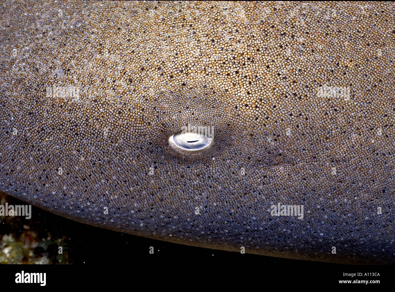 CLOSEUP OF THE SANDPAPER FACIAL SKIN AND EYE OF A NURSE SHARK ...
