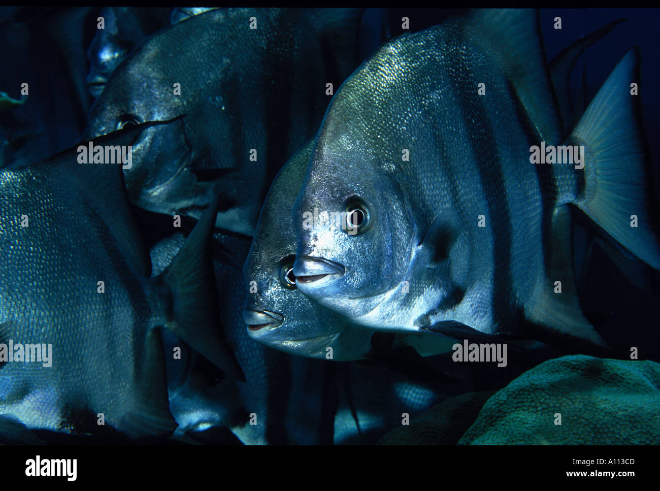 CLOSEUP LOOK AT THE ANGELIC FACES OF SCHOOLING ATLANTIC SPADEFISH ...
