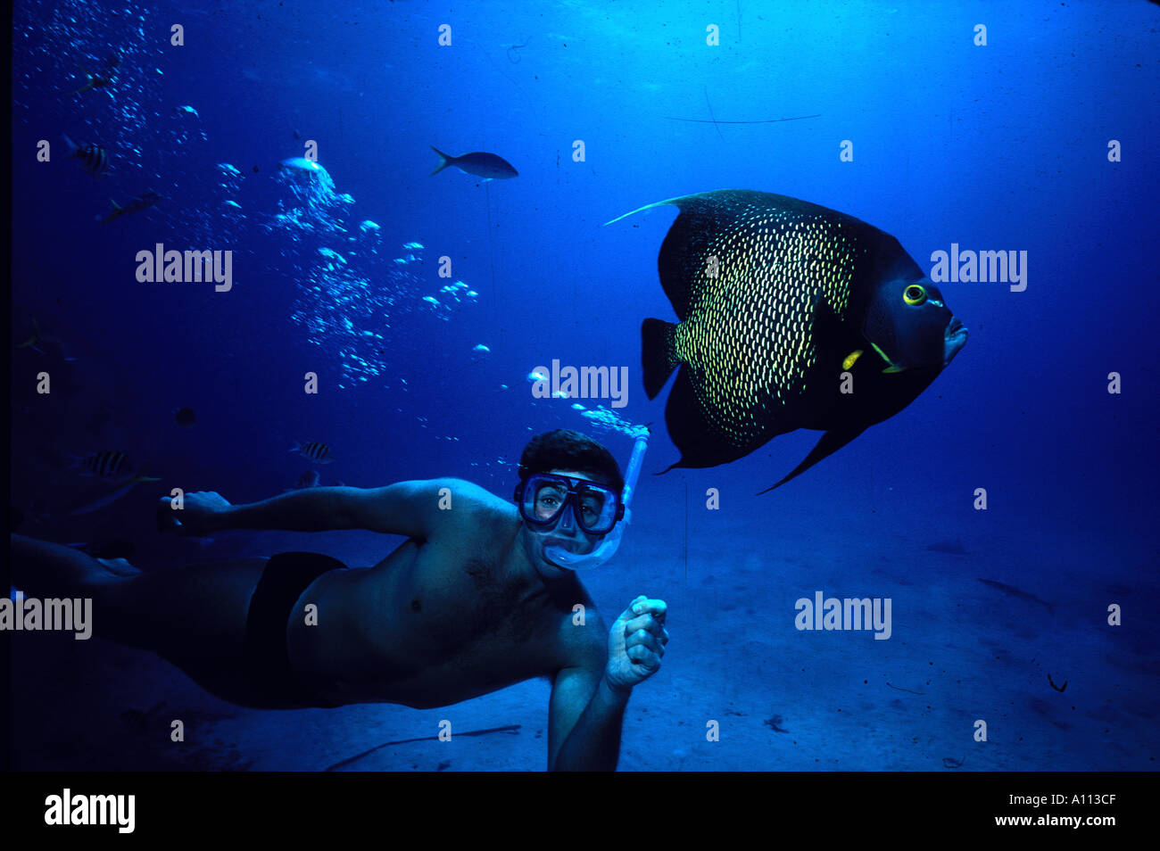 A YOUNG MALE SNORKELER ATTEMPTS TO CATCH THE EYE OF A FRENCH ANGELFISH ...