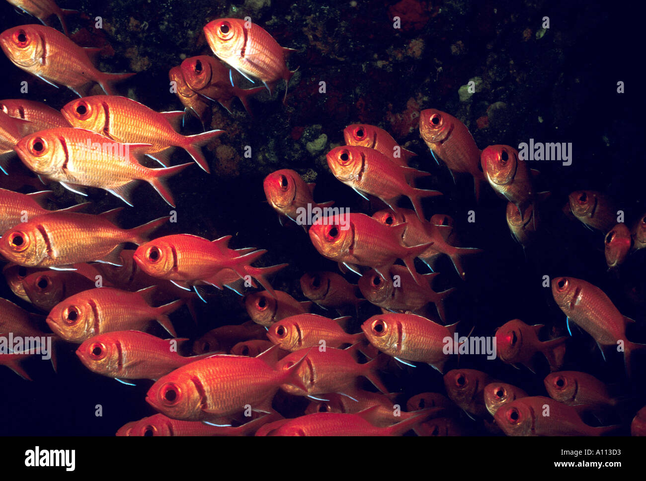 SCHOOLING BLACKBAR SOLDIERFISH Myripristis jacobus IN THE WATERS OF ...