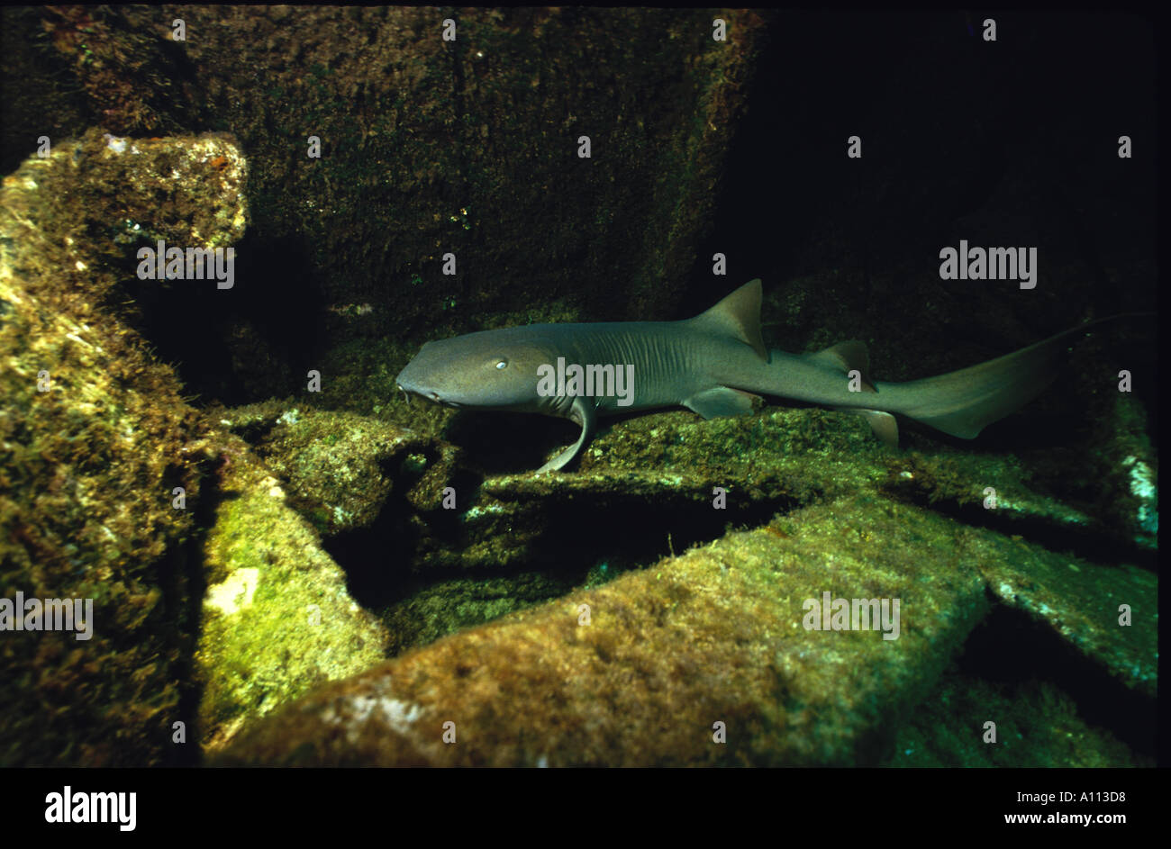 Shark family hi-res stock photography and images - Alamy