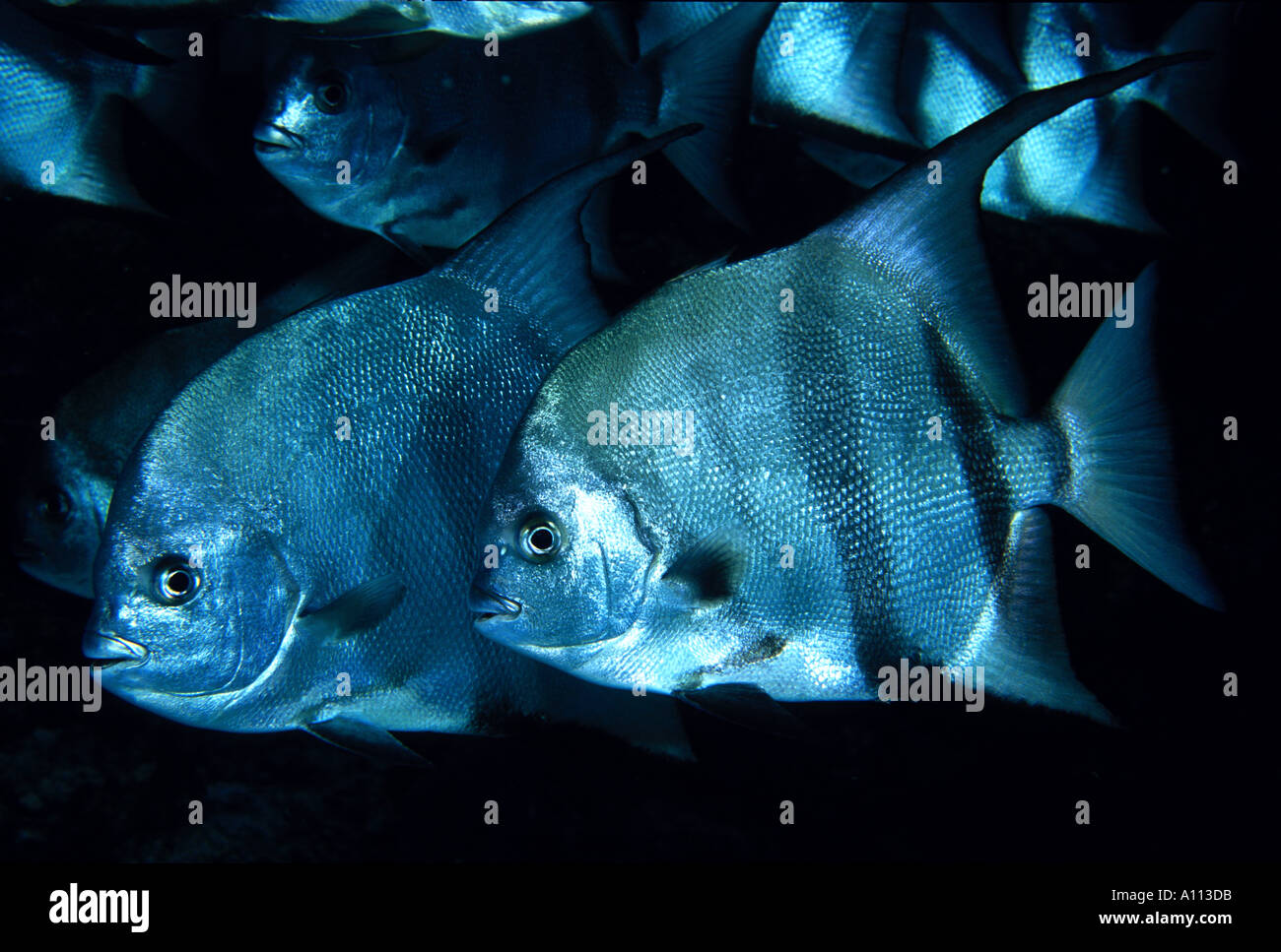 CLOSEUP LOOK INTO A SCHOOL OF ATLANTIC SPADEFISH Chaetodipterus faber ...