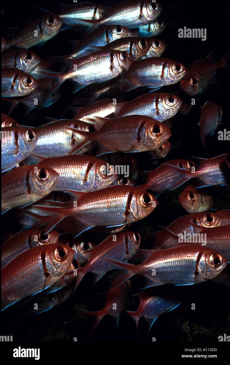 A SCHOOL OF BLACKBAR SOLDIERFISH Myripristis jacobus BAND TOGETHER ...