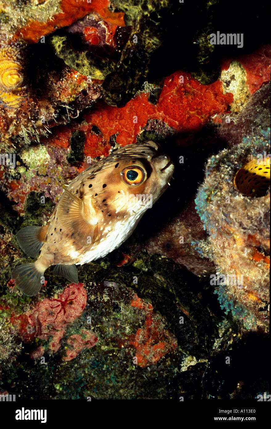 Balloonfish diodon holacanthus hi-res stock photography and images - Alamy