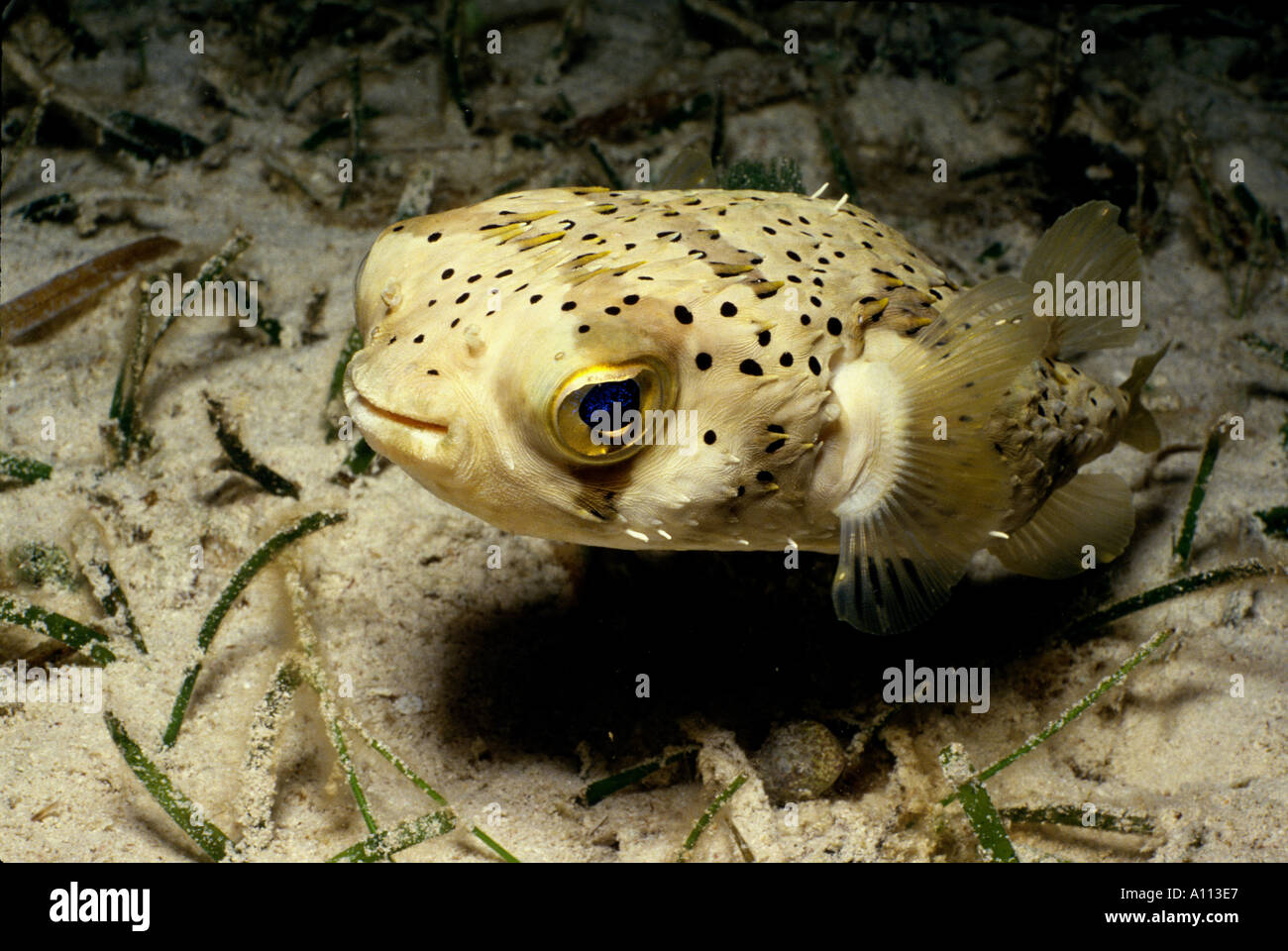 A BALLOONFISH Diodon holocanthus TRIES TO HIDE AGAINST A SAND ...