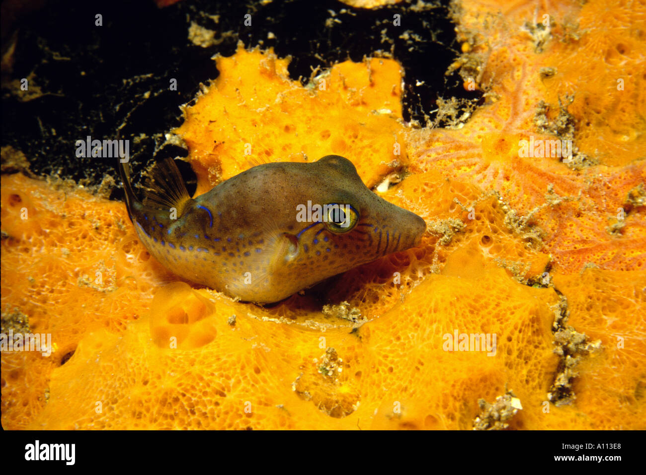 A TINY SHARPNOSE PUFFER Canthigaster rostrata TRIES TO HIDE AGAINST THE ...