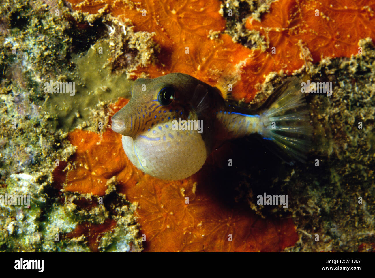 A SHARPNOSE PUFFER Canthigaster rostrata INFLATES TO PROTECT ITSELF ...