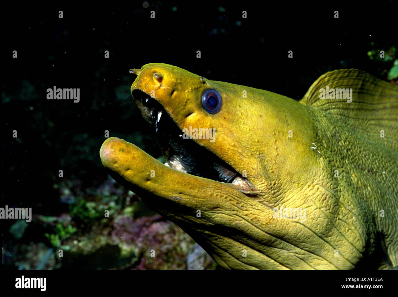 Eel Face