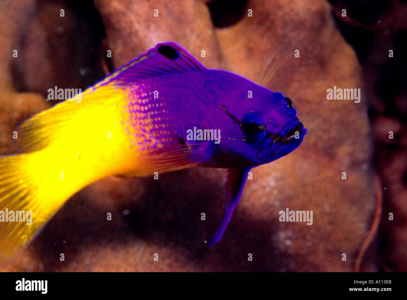 Bicolored fairy basslet hi-res stock photography and images - Alamy