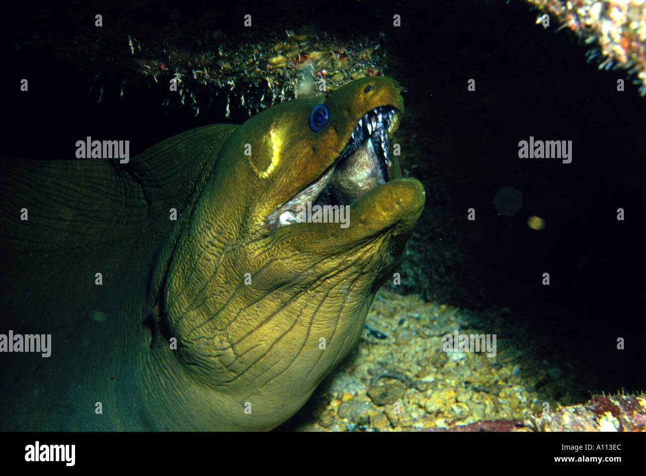 A GREEN MORAY Gmnothorax funebris SHOWS HIS TEETH AS HE EMERGES FROM ...
