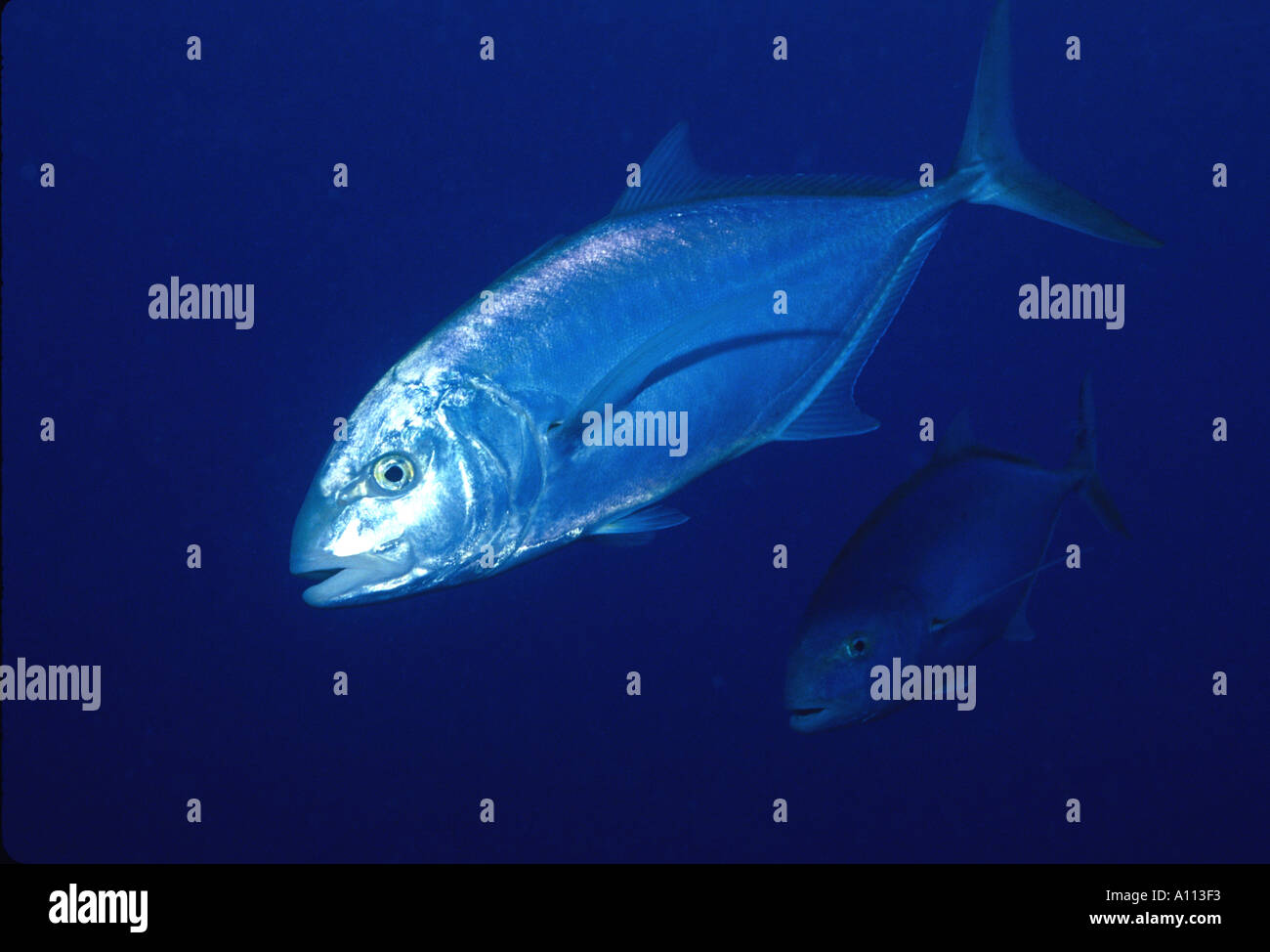 A SILVERY BLUE BAR JACK Caranx ruber IN THE WATERS OF THE FLORIDA KEYS ...