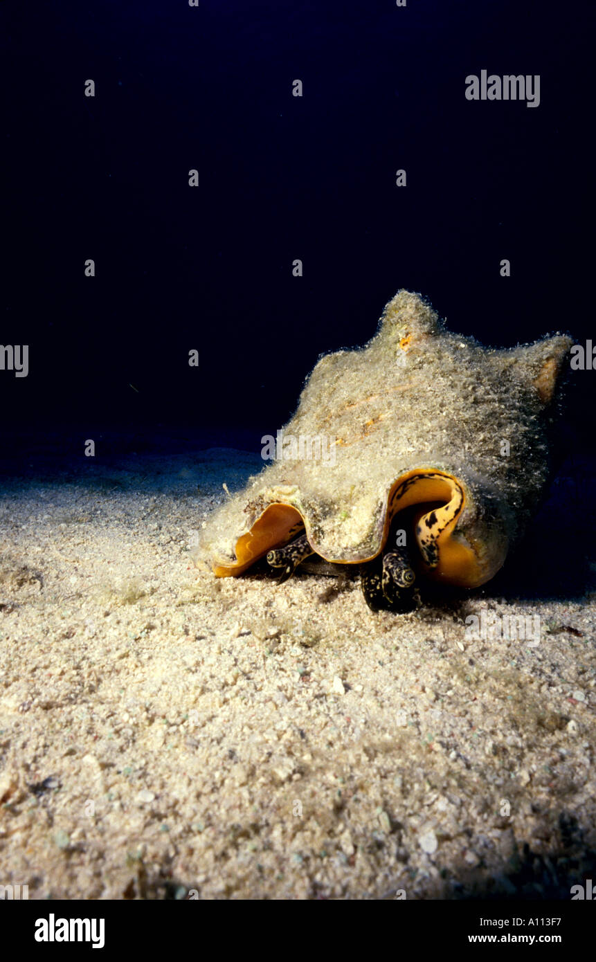 A QUEEN CONCH Strombus gigas STROLLS ACROSS A SAND FLAT IN THE BAHAMAS ...