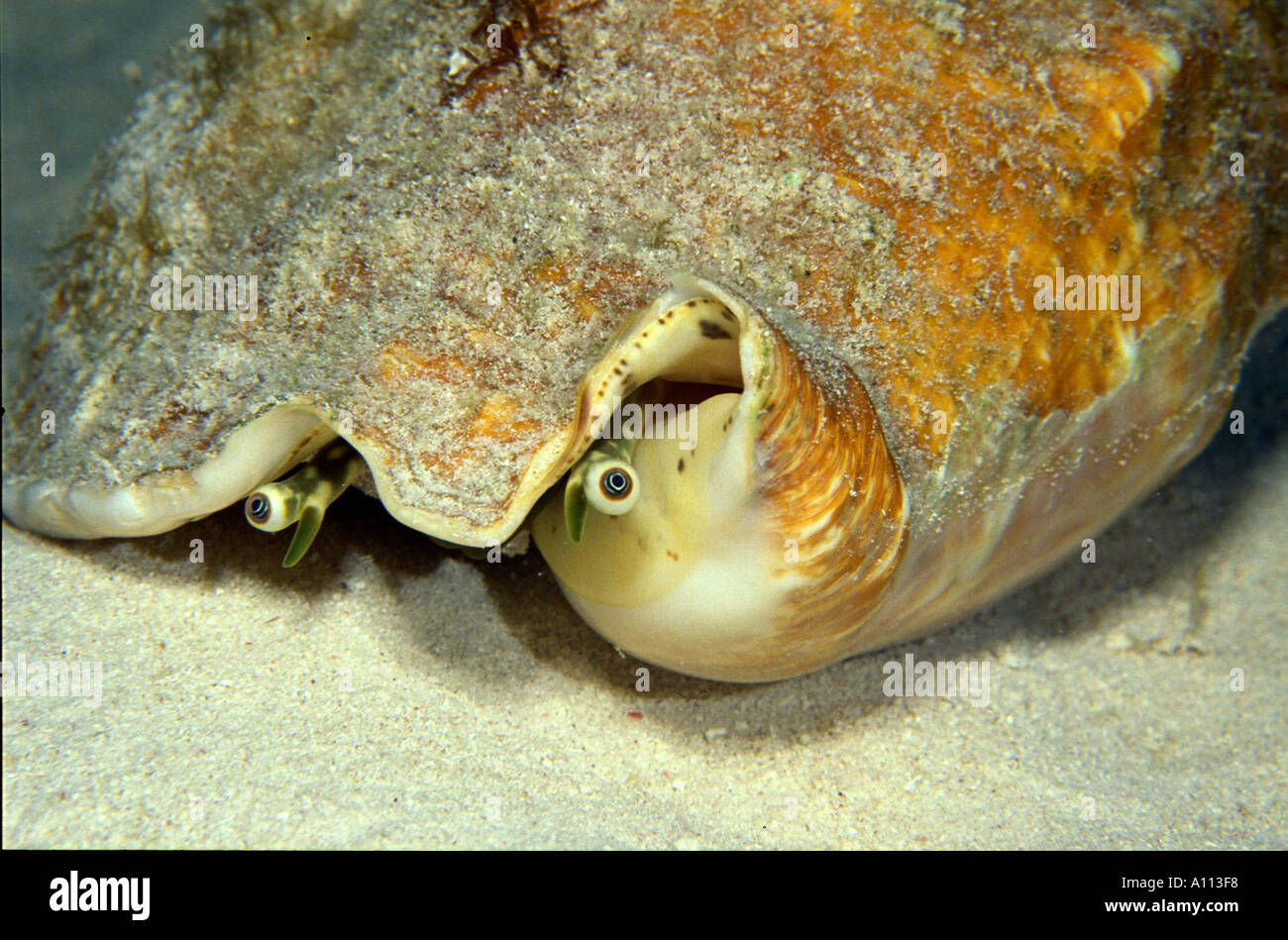 CLOSEUP OF THE EYES AND SHELL OF A QUEEN CONCH Strombus gigas ON A SAND ...