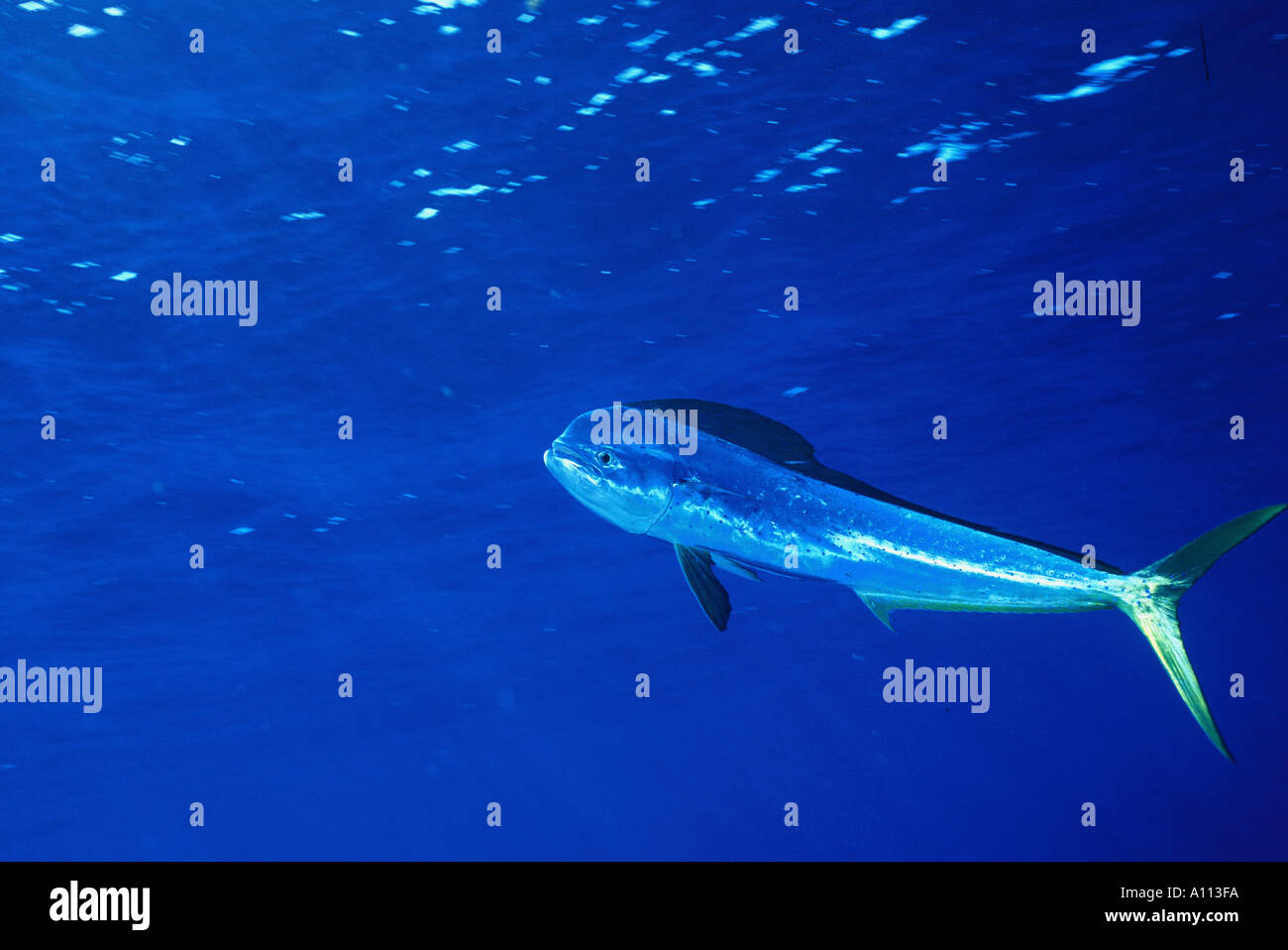 A FEMALE DOLPHIN Coryphaena hippurus IS SEEN IN THE OPEN WATERS OF THE ...