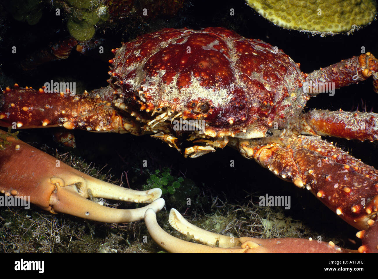 A REEF SPIDER CRAB MIithras spinosissimus RESTS ON A REEF IN THE ...