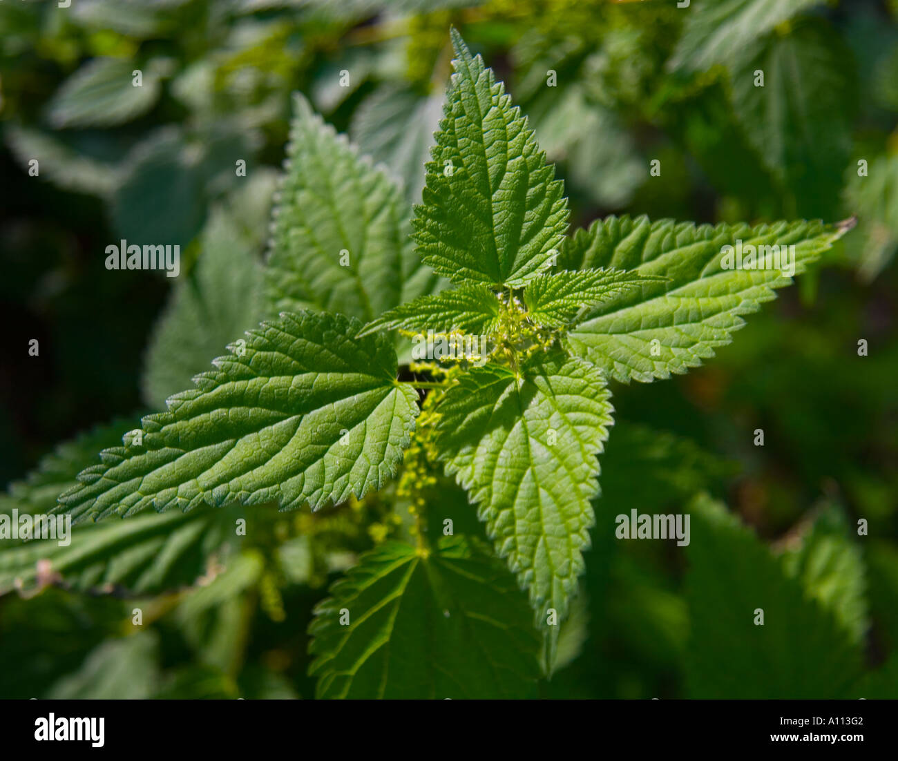 Stinging nettle rash hi-res stock photography and images - Alamy