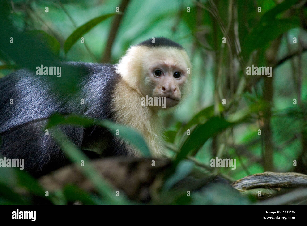 White-Throated Capuchin Monkey (Cebus capucinus imitator) - head and ...