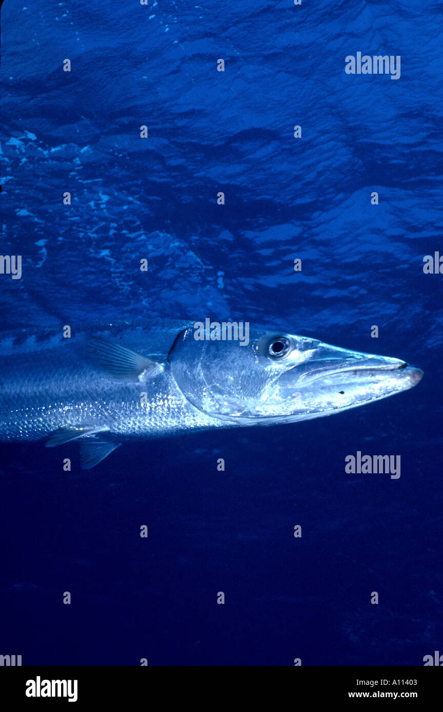 Great barracuda florida keys hi-res stock photography and images - Alamy