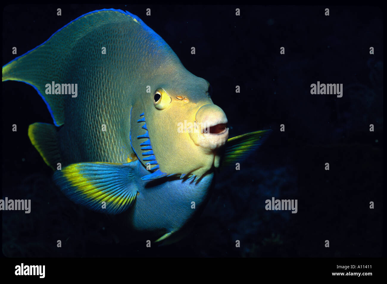 A BLUE ANGELFISH Holacanthus bermudensis PAUSES IN ITS DAILY ROUTINE IN ...