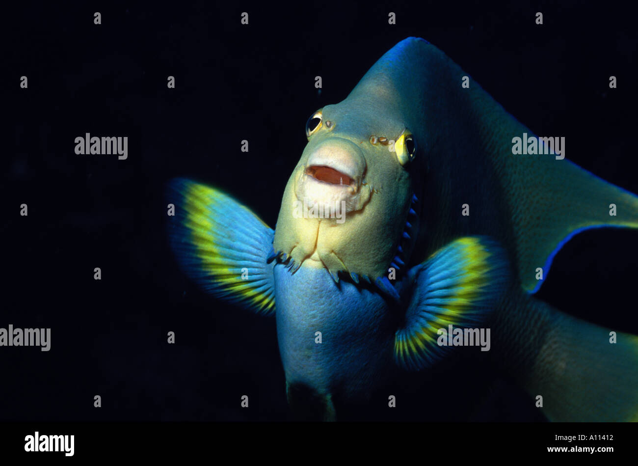 A BLUE ANGELFISH Holacanthus bermudensis IN THE WATERS OF THE FLORIDA ...