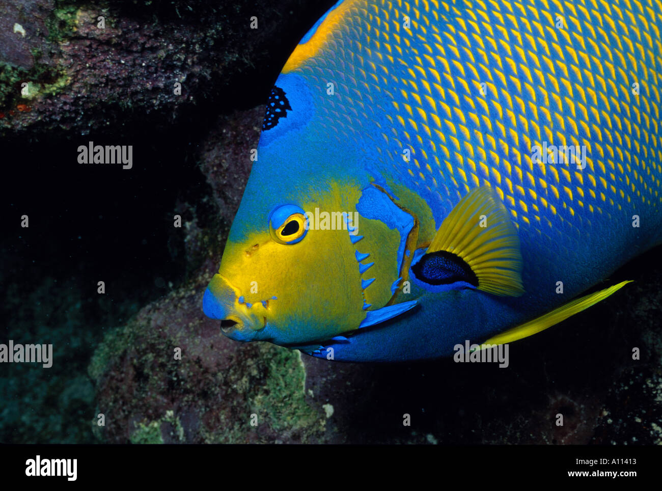 Rock shaped as a fish hi-res stock photography and images - Alamy