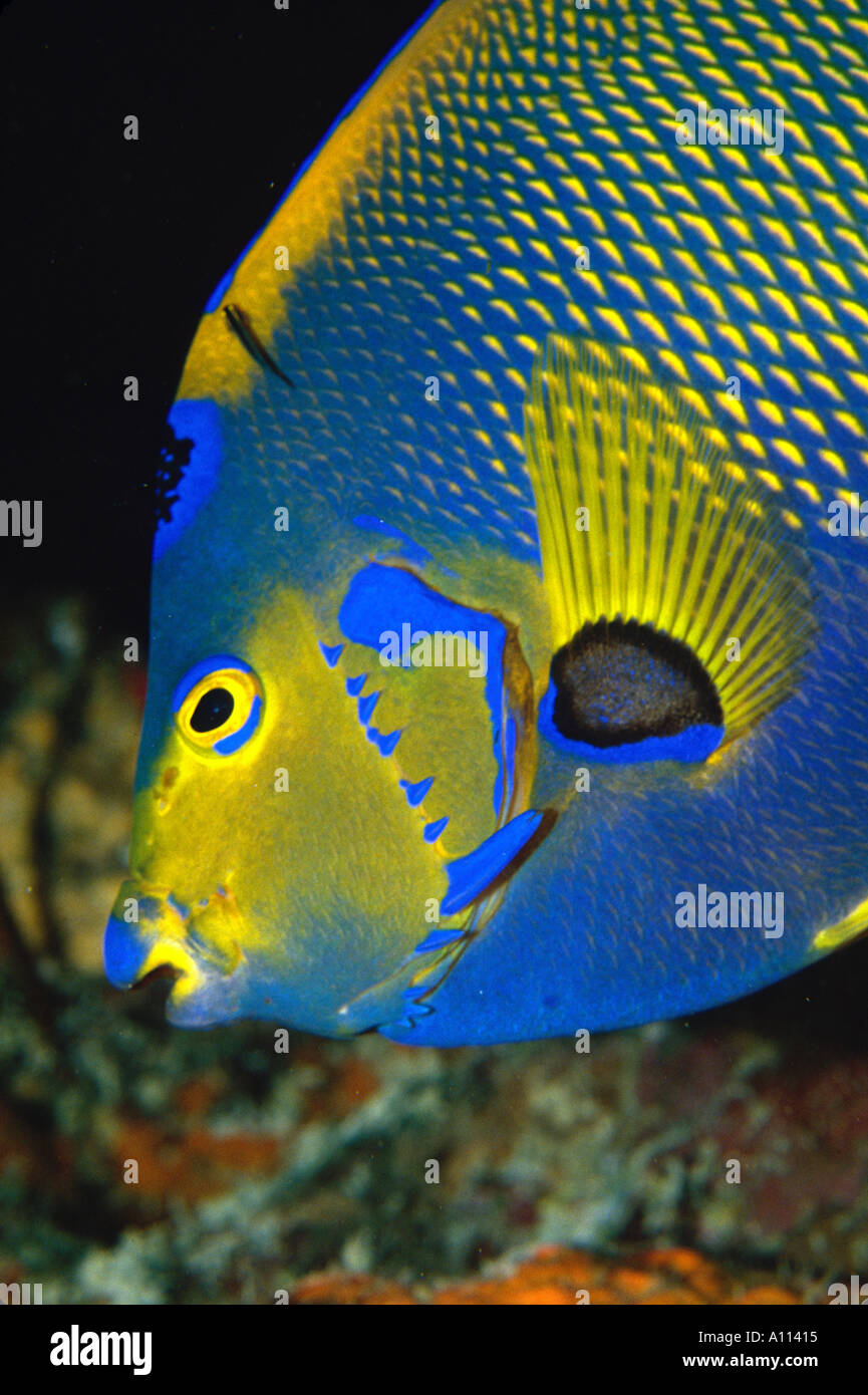 CLOSEUP OF A QUEEN ANGELFISH Holacanthus ciliaris IN THE WATERS OF THE ...