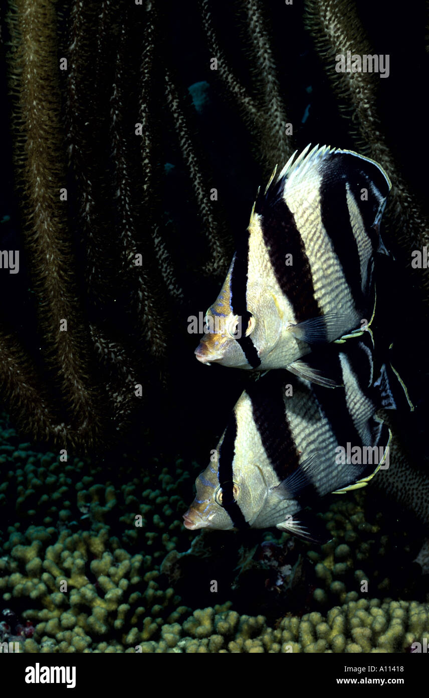 Banded Butterflyfishes High Resolution Stock Photography and Images - Alamy