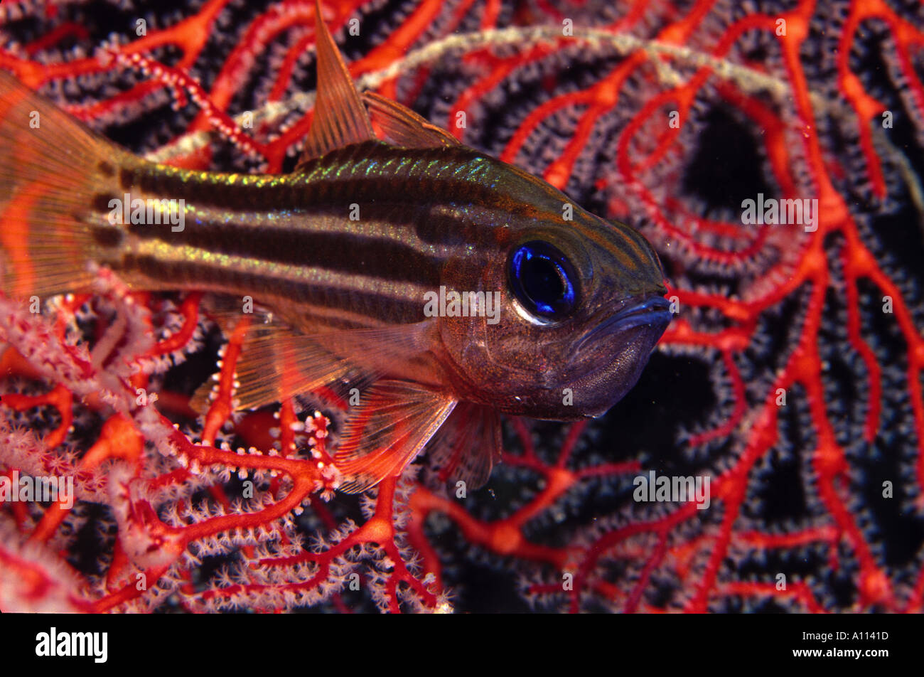 CLOSEUP OF A SPLIT BANDED CARDINALFISH Apogon compressus GUARDING A ...