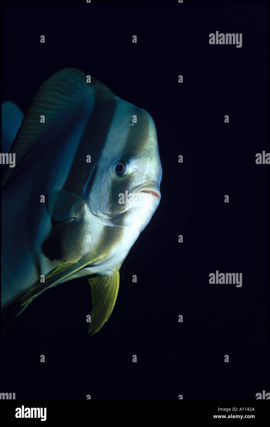 Longfinned batfish hi-res stock photography and images - Alamy