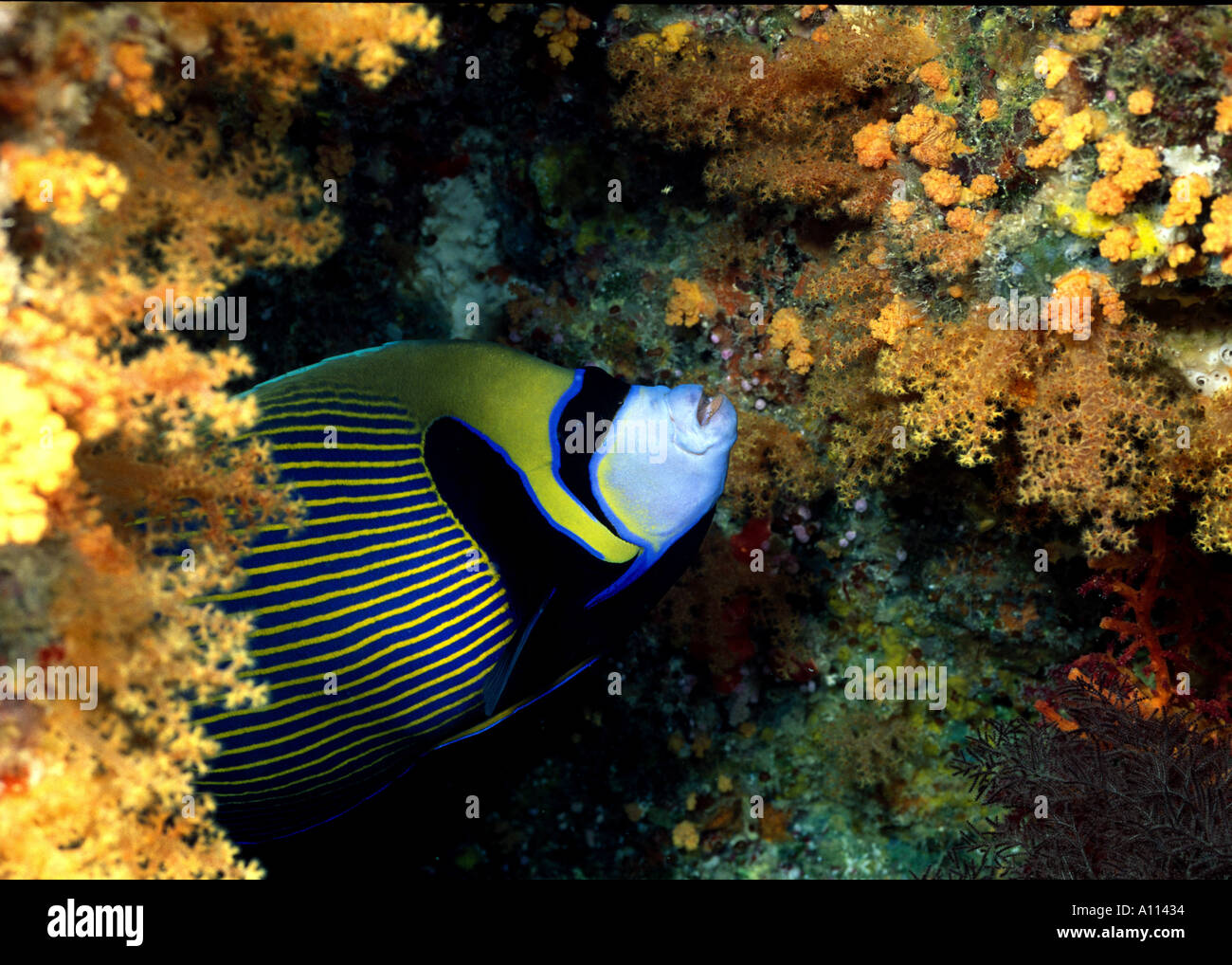 Angel fish looking hi-res stock photography and images - Alamy