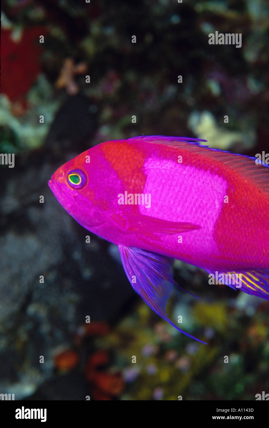 CLOSEUP OF THE VIVID COLORS OF A SQUARESPOT ANTHIAS Pseudanthias ...