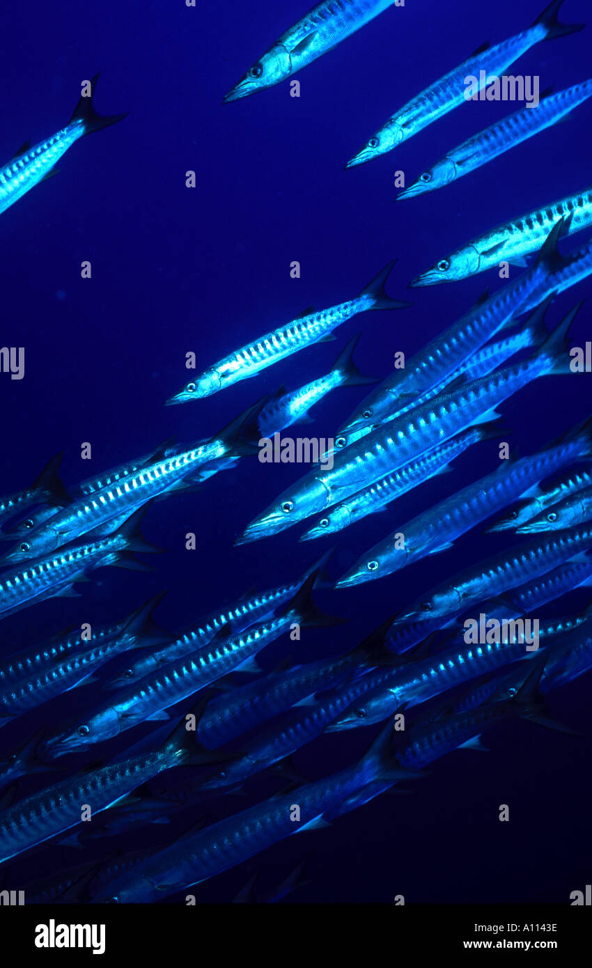 A SCHOOL OF CHEVRON BARRACUDA Sphyraena genia GATHER IN THE SOLOMON ...