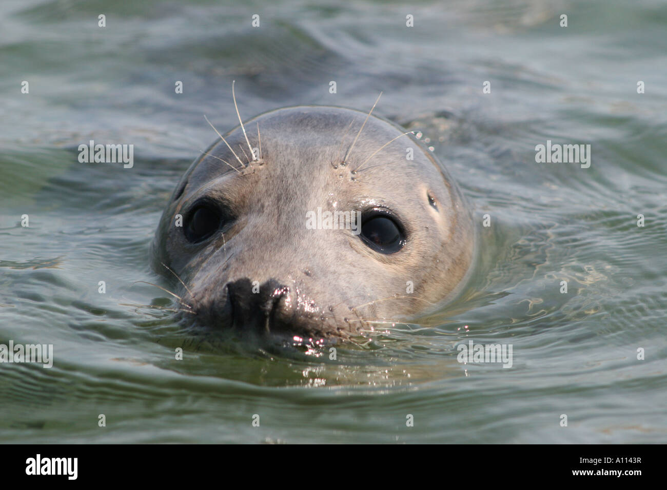 Common seal head hi-res stock photography and images - Alamy