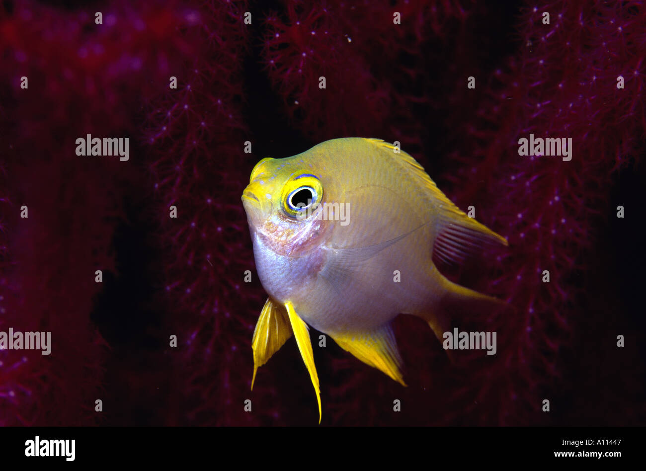 CLOSEUP OF A TINY GOLDEN DAMSELFISH Amblyglyphidodon aureus IN THE ...