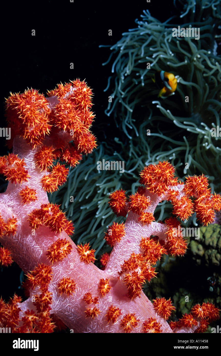 THE PINK AND ORANGE HUES OF A LARGE STALK OF SOFT CORAL PREDOMINATE ...