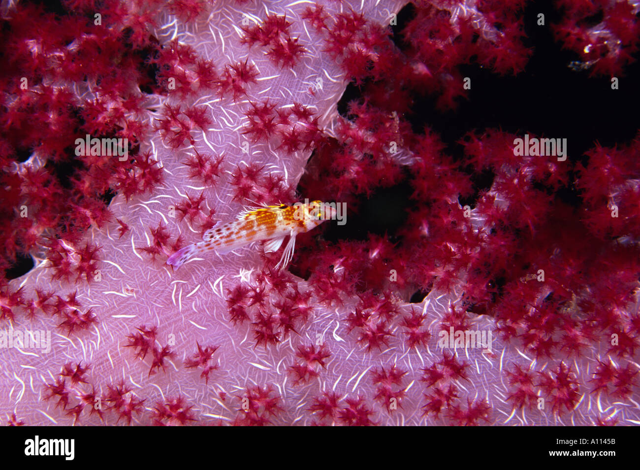 A DWARF HAWKFISH Cirritichthys falco PERCHES ON A STALK OF SOFT CORAL ...