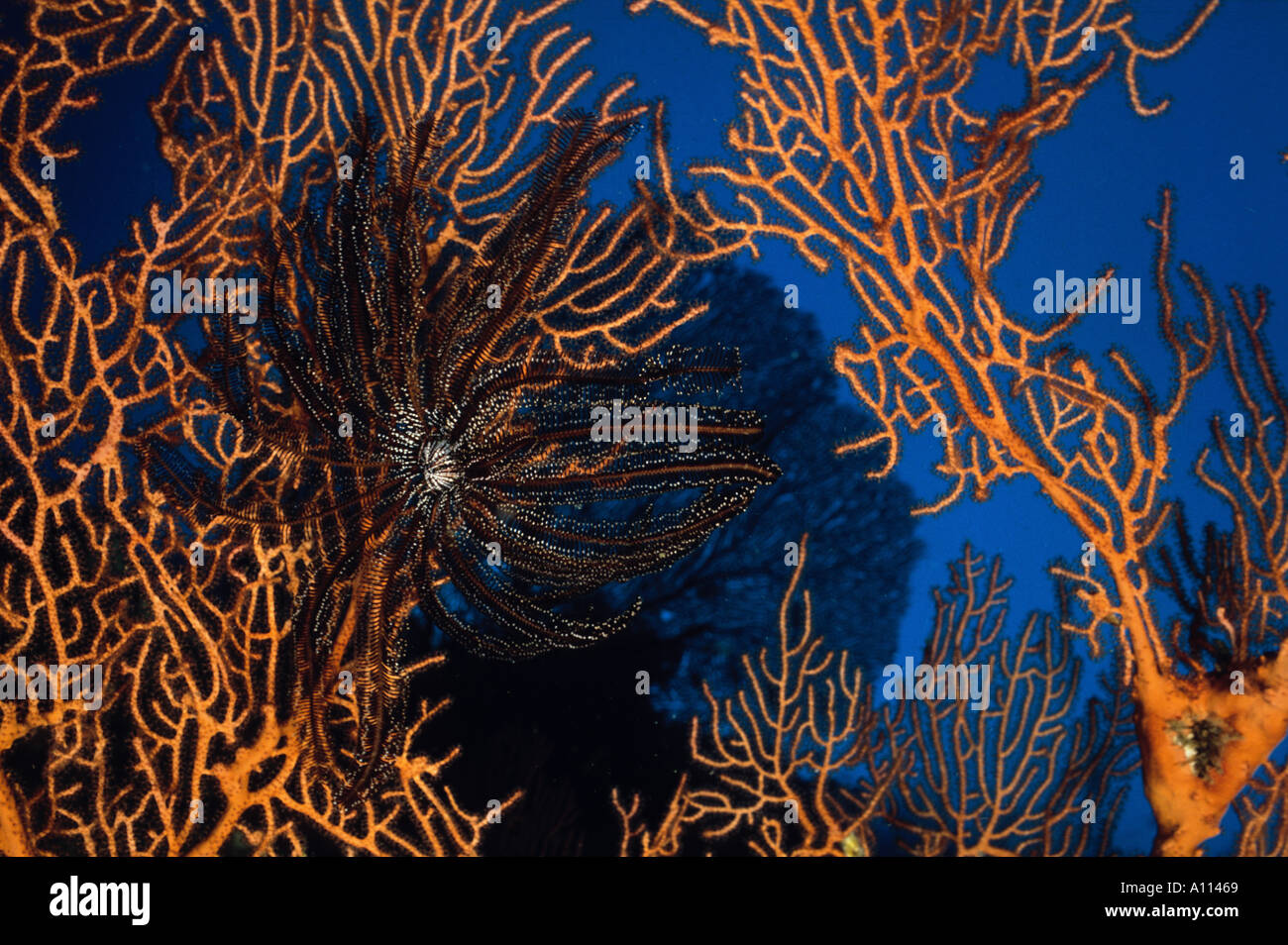 Star of solomon hi-res stock photography and images - Alamy