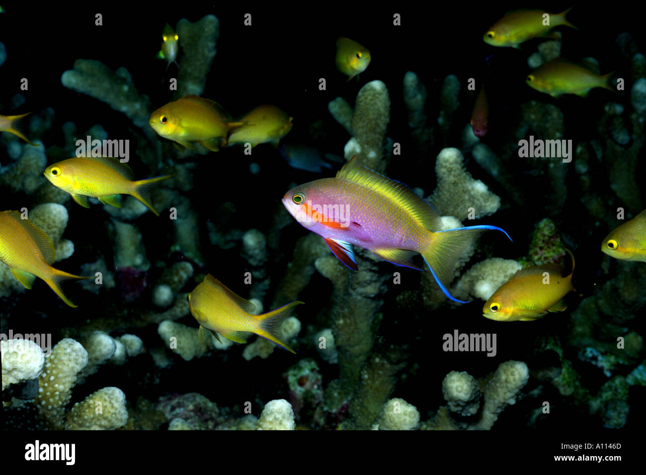 Golden anthias above hi-res stock photography and images - Alamy
