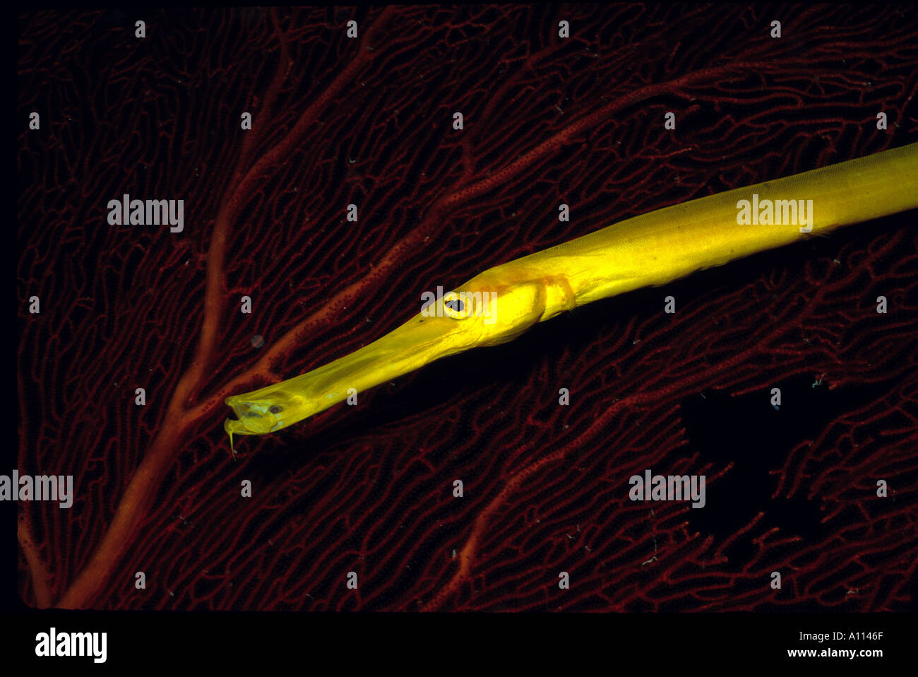 A SLENDER YELLOW TRUMPETFISH Aulostomus chinensis HUGS THE SIDE OF A ...