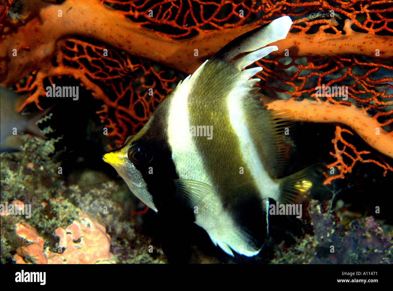 Pennant Coral Fish Stock Photos & Pennant Coral Fish Stock Images - Alamy