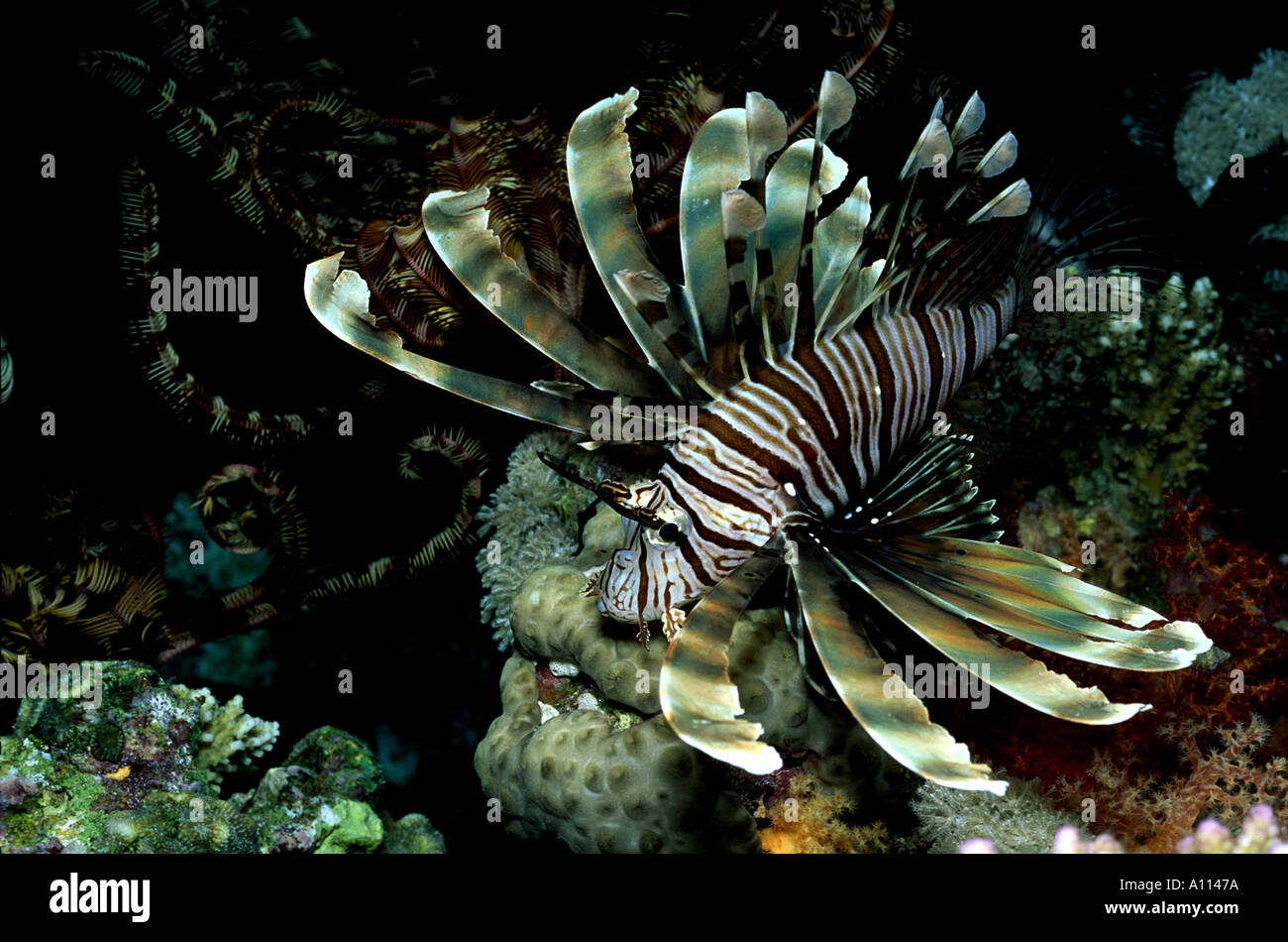 A COMMON LIONFISH Pterois volitans WITH HIS FRILLY FINS EXTENDED ...