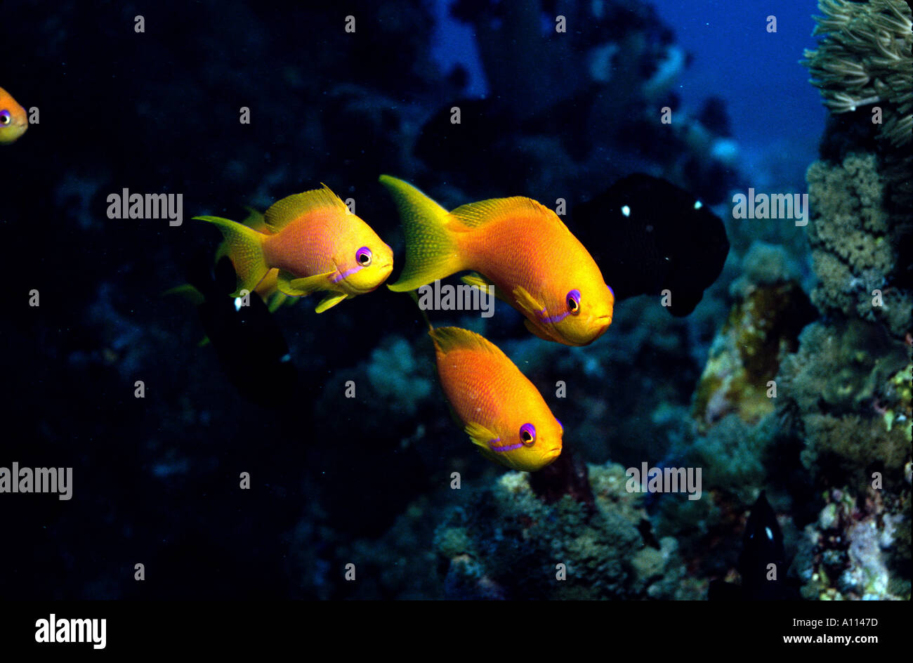 THREE MATCHING GOLDEN COLORED ANTHIAS Pseudanthias squamipinnis HOVER ...