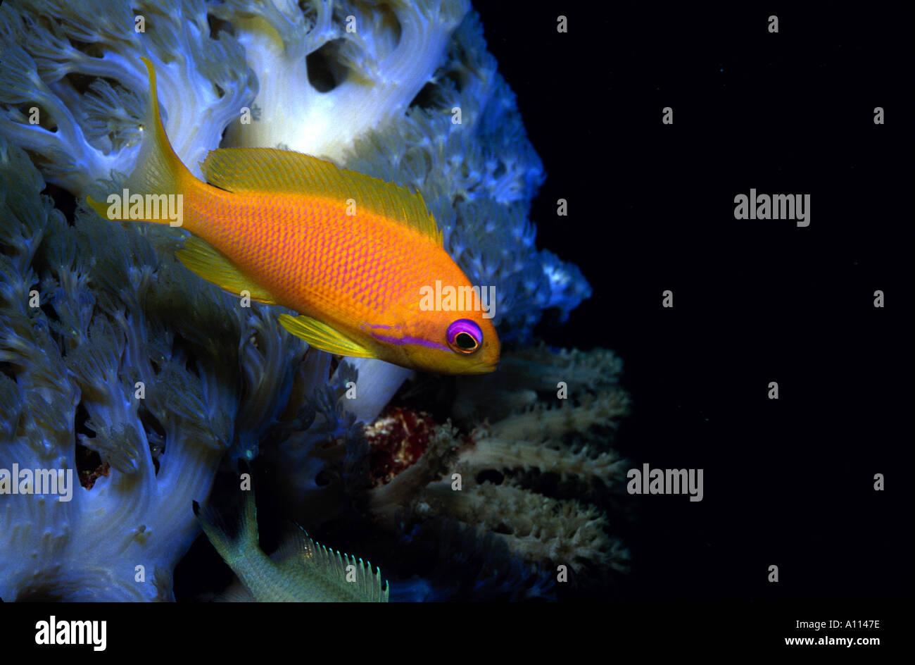 A TINY GOLDEN COLORED ANTHIAS Pseudanthias squamipinnis BRUSHES AGAINST ...