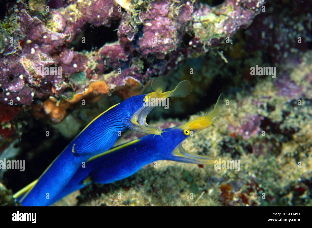 A PAIR OF VIBRANT BLUE RIBBON EELS Rhinomuraena quaesitae WITH GAPING ...