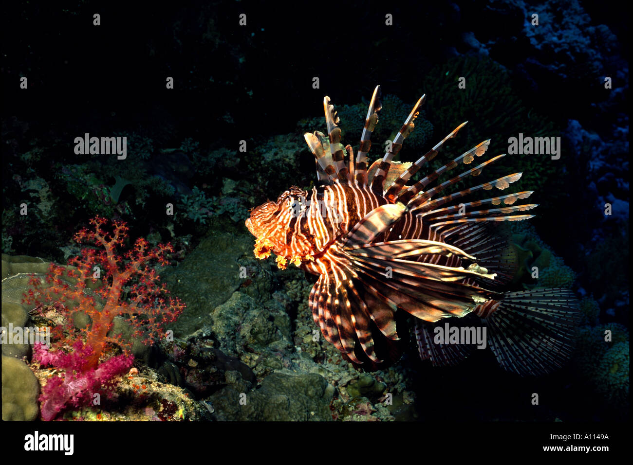 A COMMON LIONFISH Pterois volitans WITH HIS FRILLY FINS EXTENDED SWIMS ...