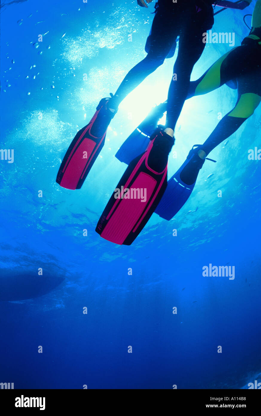 THE LEGS AND FINS OF TWO SCUBA DIVERS Stock Photo - Alamy