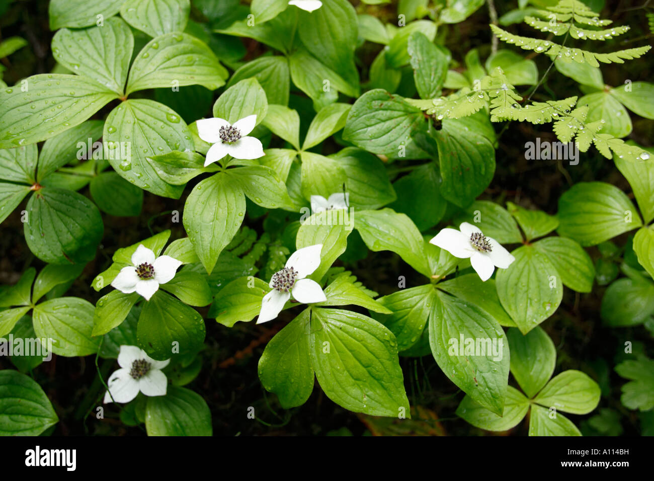 Crackerberry hi-res stock photography and images - Alamy